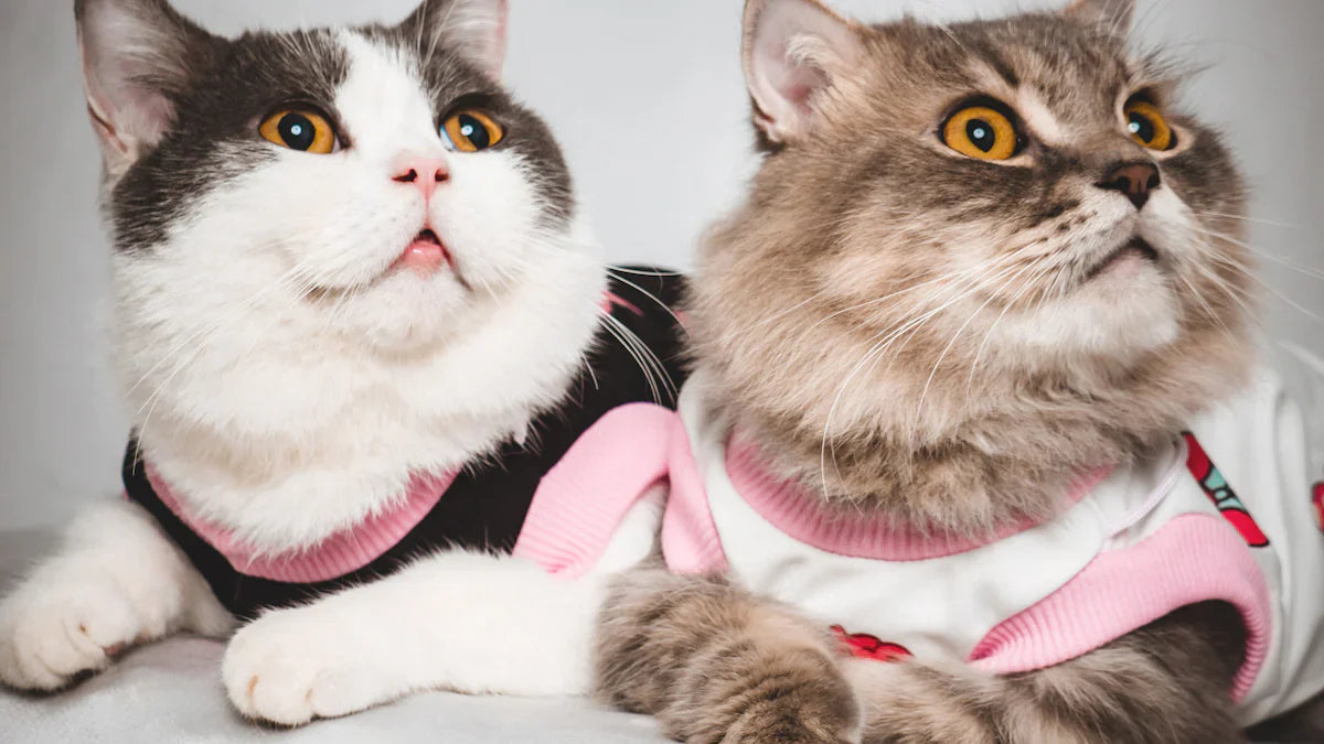 Top 10 Stylish Cat Outfits for Every Occasion in 2025 – Gabby Whale