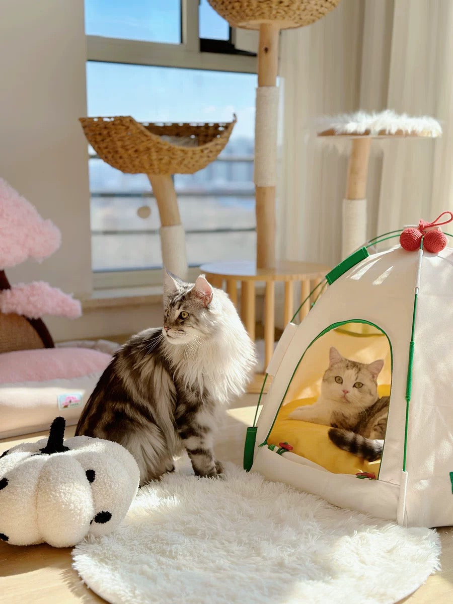 The Perfect Winter Retreat for Your Cat: Igloo Cat Tent Full Review ...