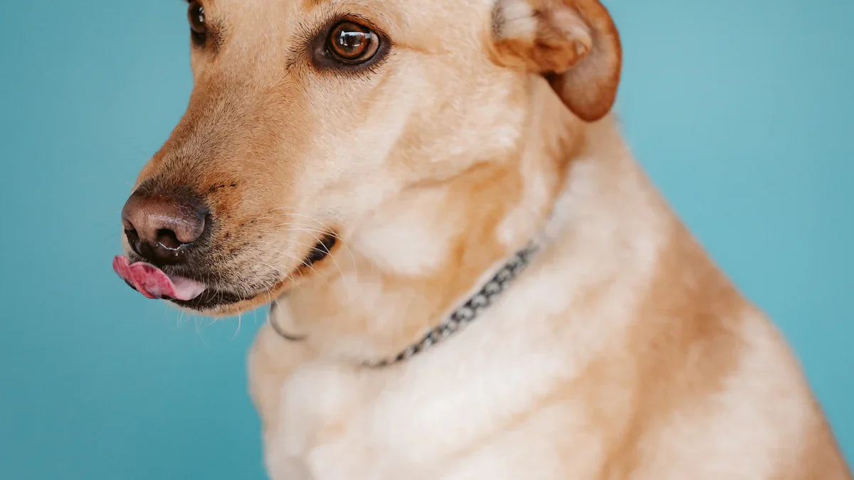 Dog Calorie Calculator: How Many Calories Does Your Dog Need Per Day ...